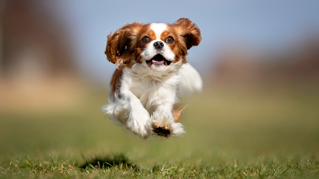 Caso Jack Daniel’s: quanto è lecito essere…“spiritosi”? | Bugnion